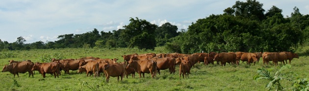 Aspectos verificados durante el diagnóstico y el seguimiento de BPG ...